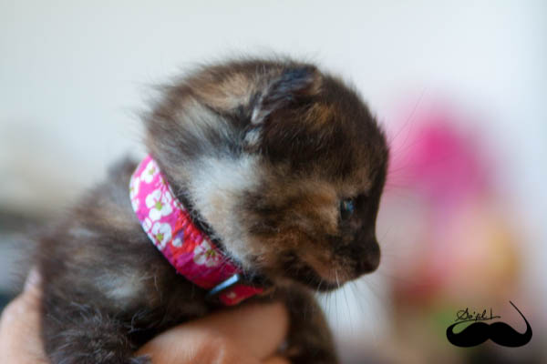 Mitsi CAT – SO'FIL CRÉATIONS